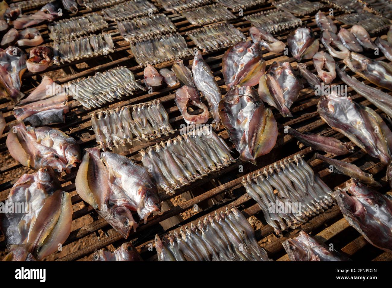 fish drying outside in the sun at traditional cambodian market in asia ...