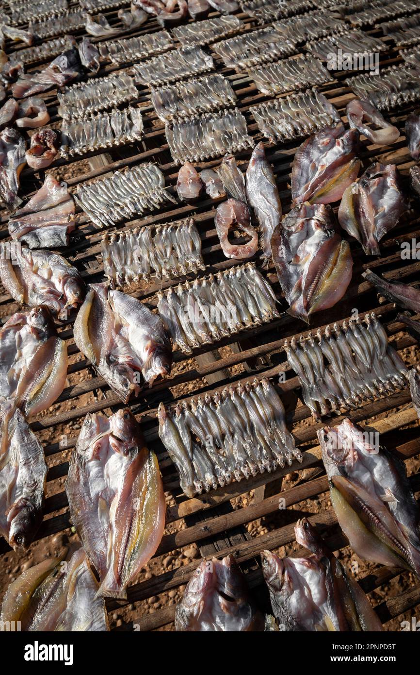 fish drying outside in the sun at traditional cambodian market in asia ...