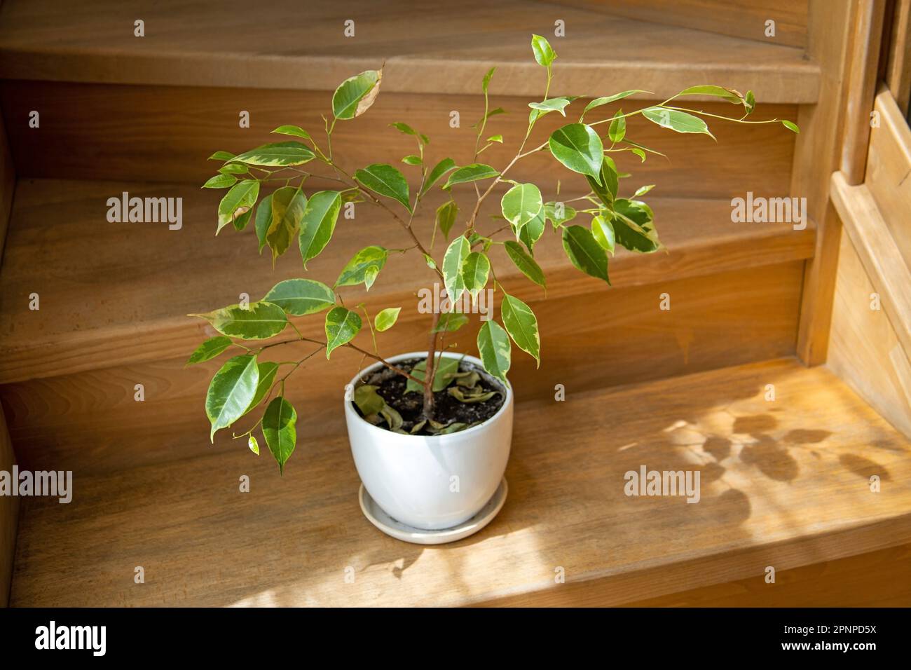 Young Ficus Benjamina. House plant. Indoor ficus benjamina plant in a ...