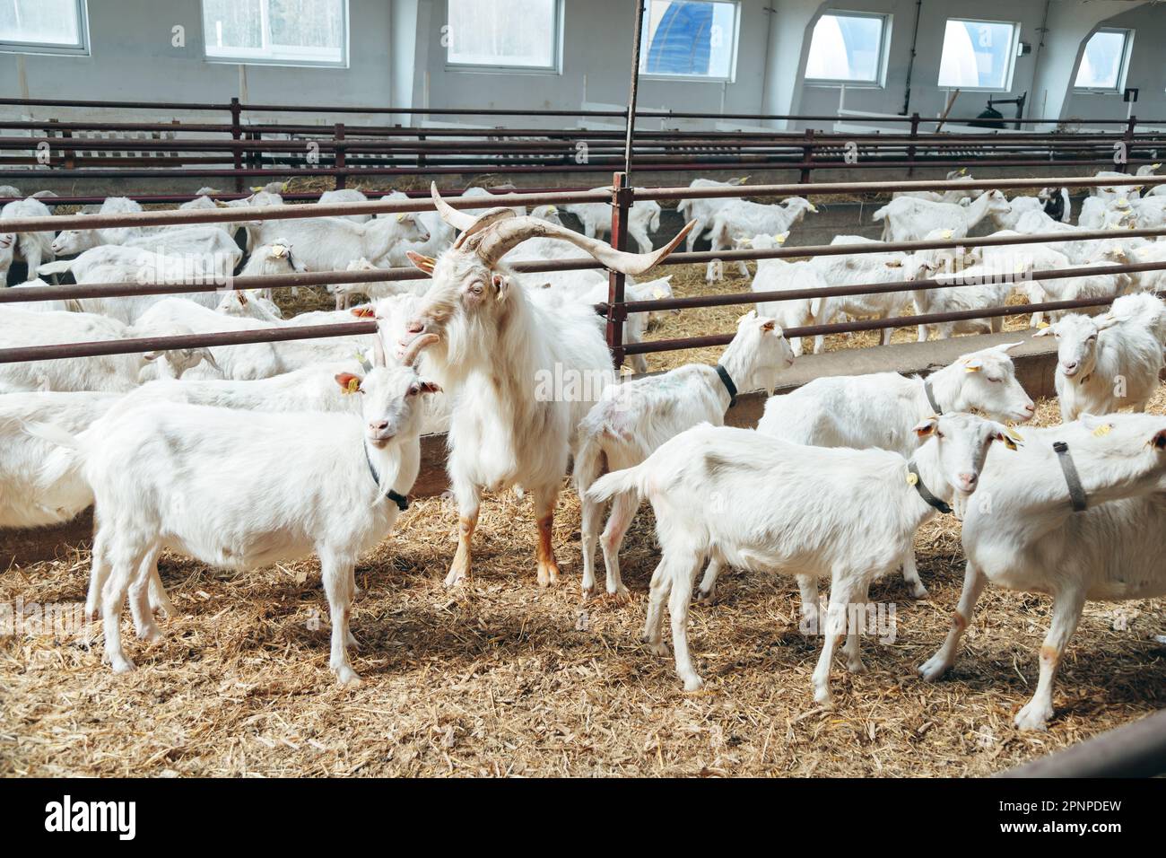 Dominator Male Goat with large Horns surrounded by Goat Females in ...
