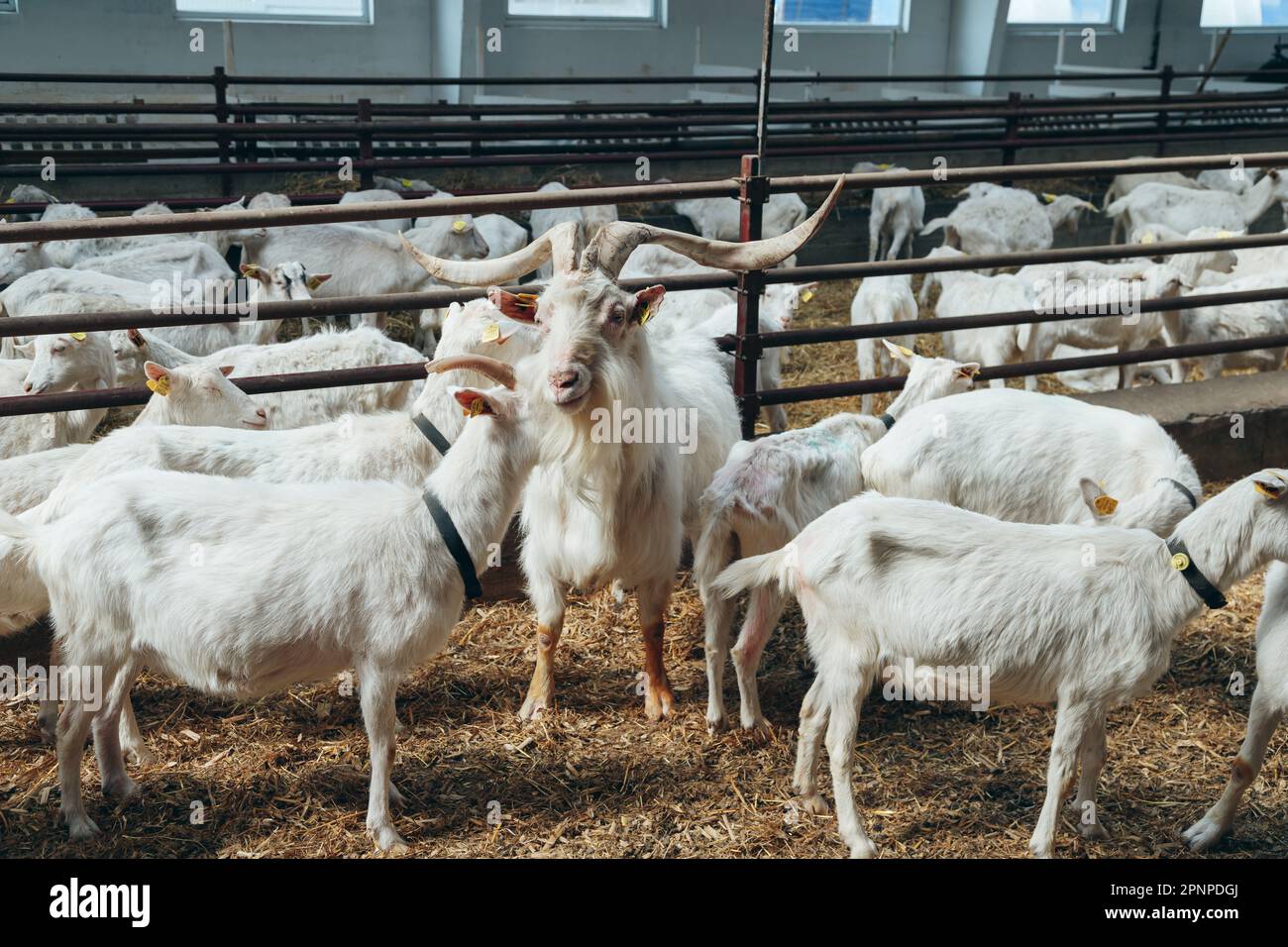 Dominator Male Goat with large Horns surrounded by Goat Females in ...
