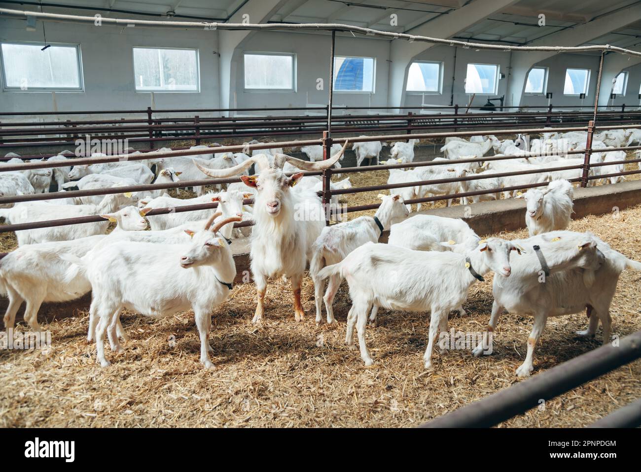 Dominator Male Goat with large Horns surrounded by Goat Females in ...