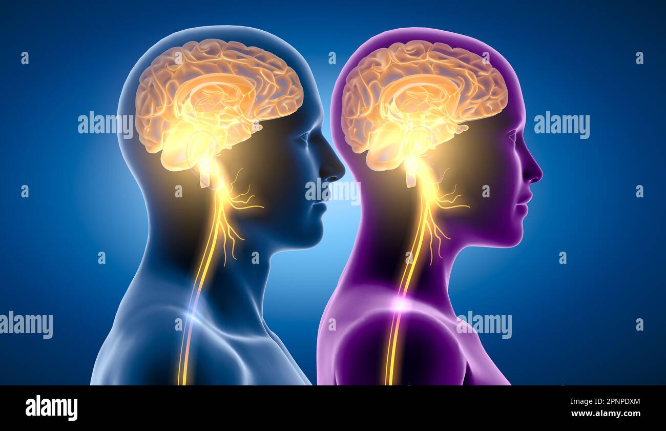 3D illustration showing active brain and energetic vagus nerve (tenth ...