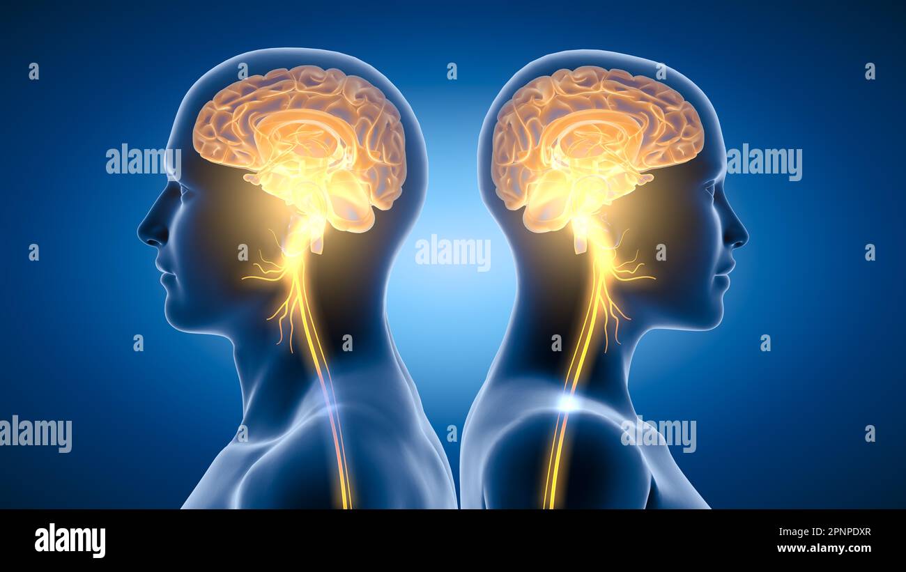 3D illustration showing active brain and energetic vagus nerve (tenth ...