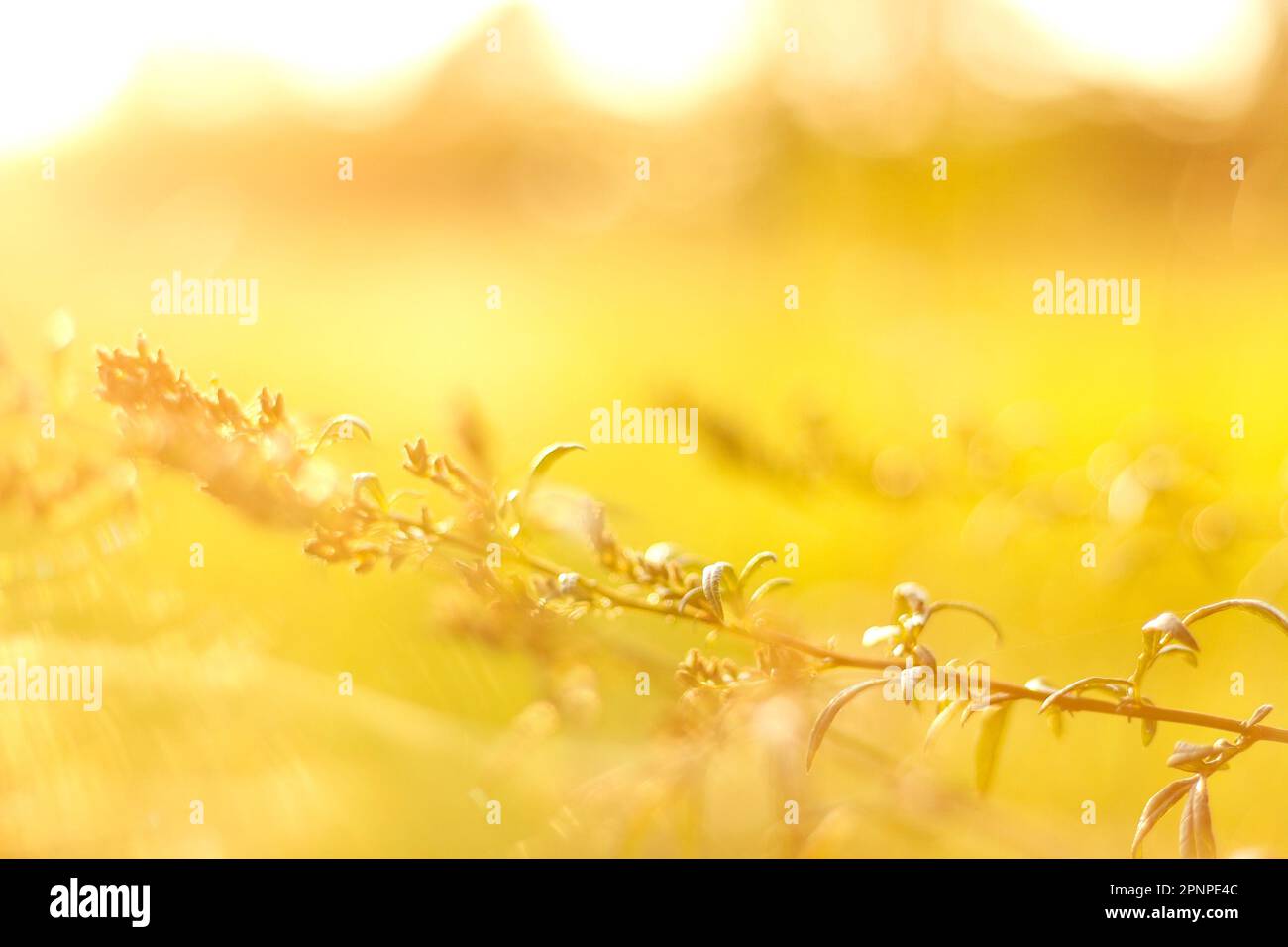 Defocus abstract yellow background. Nature of green leaf in garden at ...