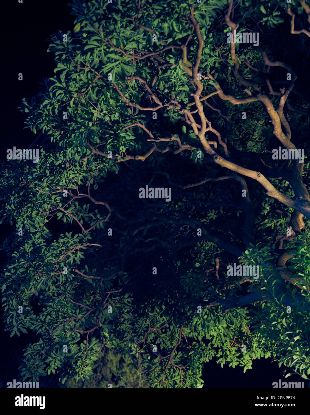 Tree illuminated in the night Stock Photo - Alamy