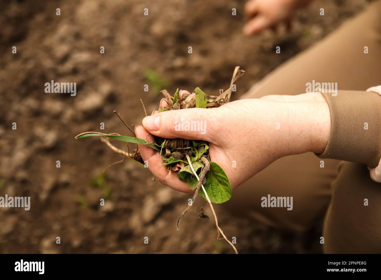 Close up of a female hand removing a weed. Young woman hands removing ...