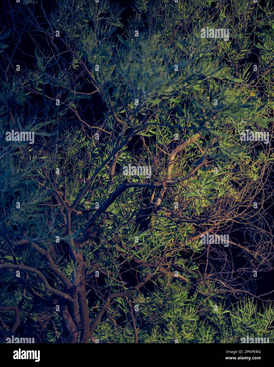 Night tree shape hi-res stock photography and images - Alamy