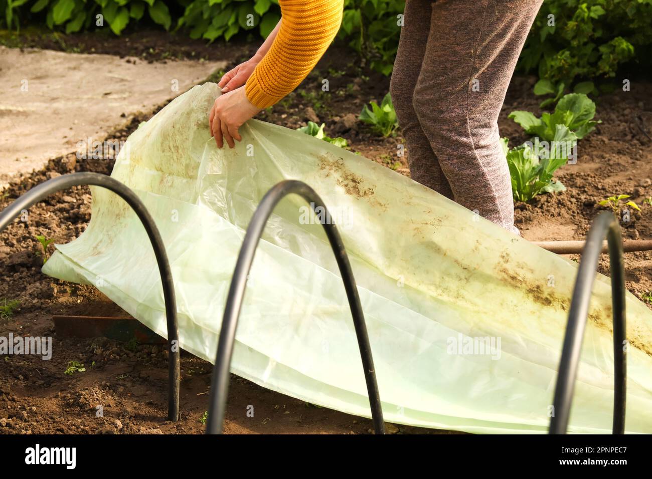 Plastic garden film hi-res stock photography and images - Alamy