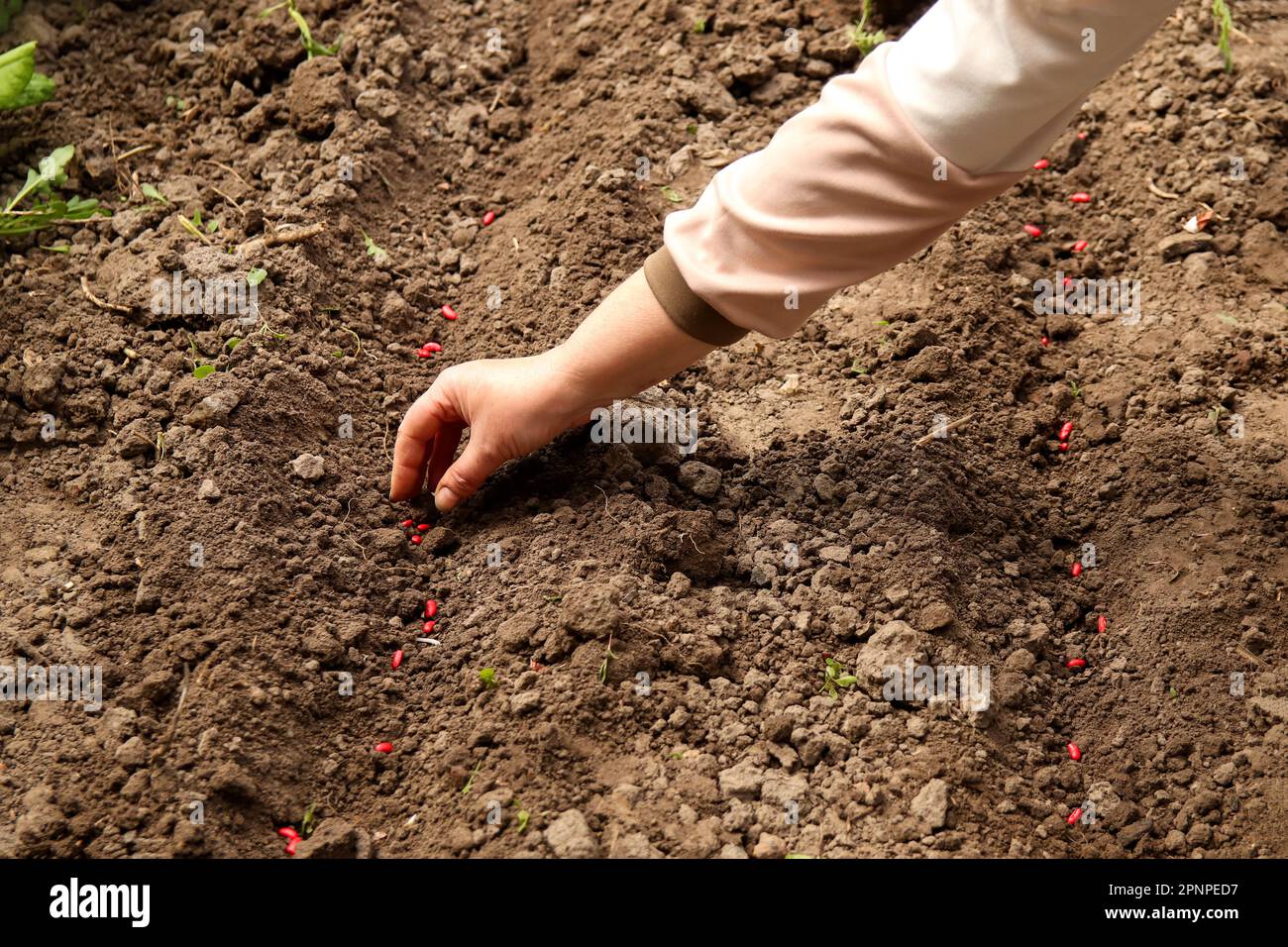 Hand put seedlings in soil. Growth a seed of vegetable or plant ...