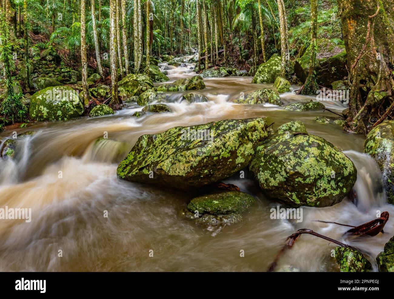 A tranquil scene of a wooded area with a large stream running through ...