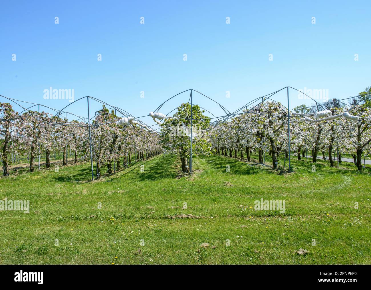High stem apple tree hi-res stock photography and images - Alamy