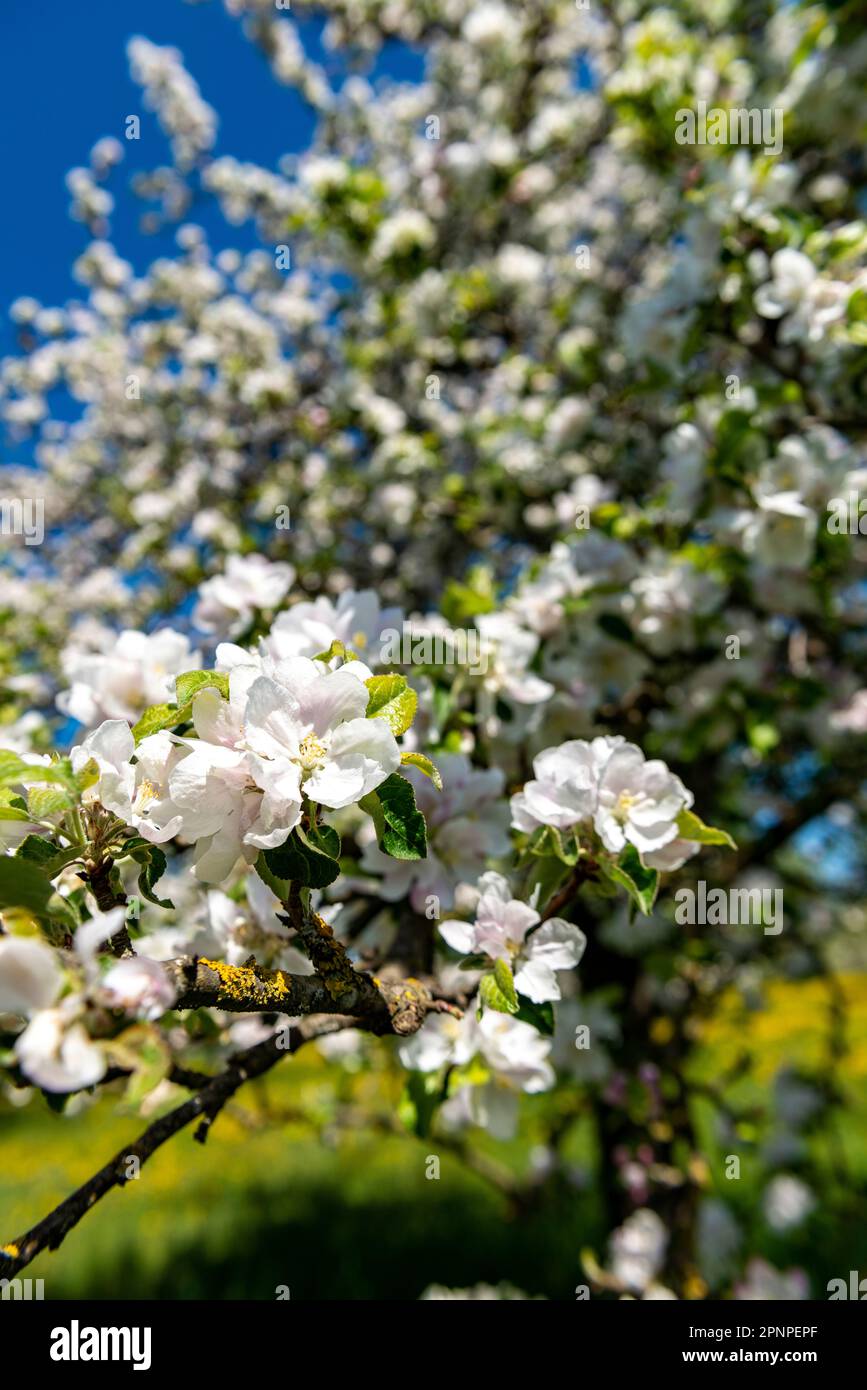 The Apple Orchard in Thurgau, Switzerland, in full Bloom Stock Photo ...