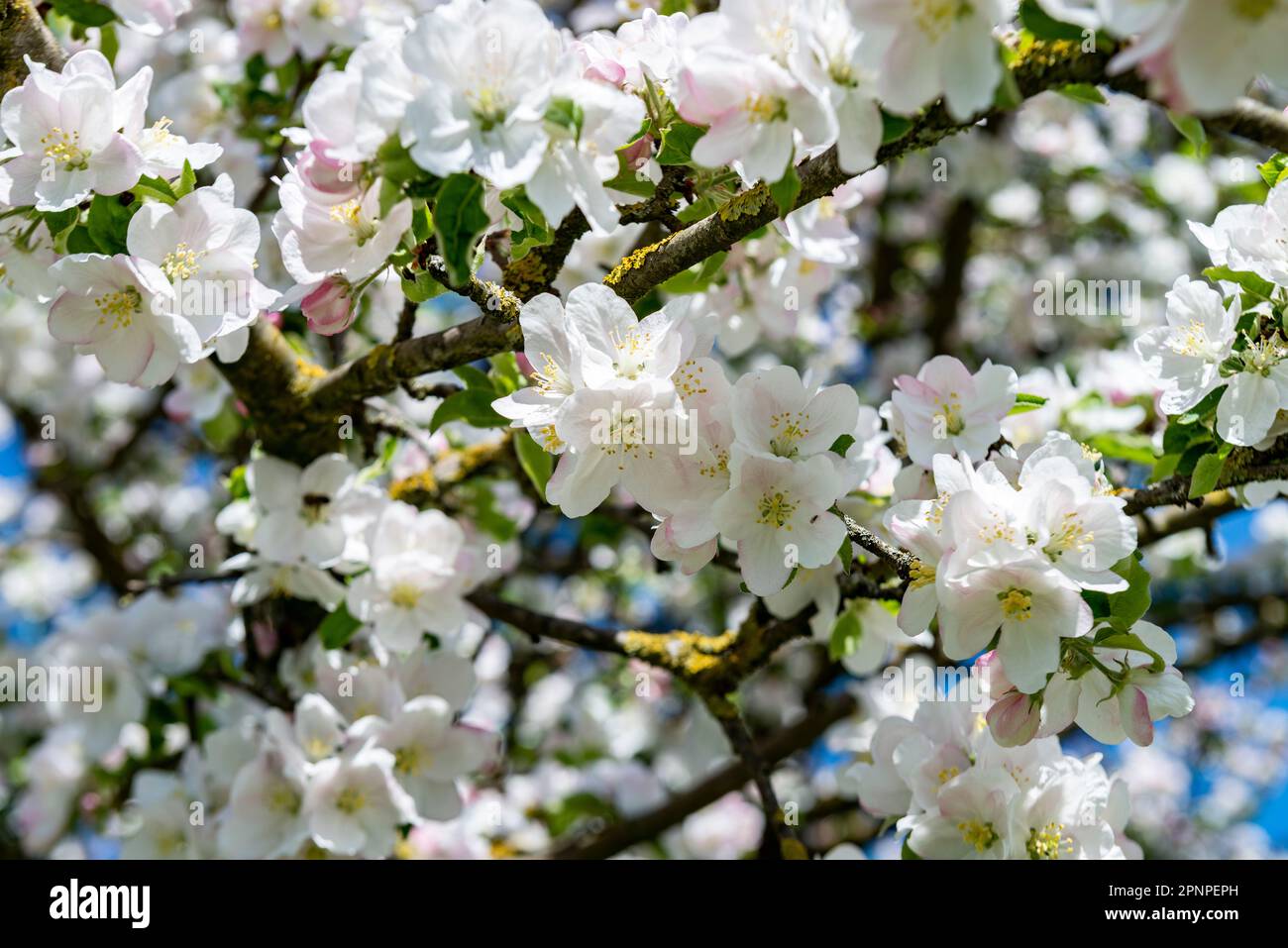 The Apple Orchard in Thurgau, Switzerland, in full Bloom Stock Photo ...