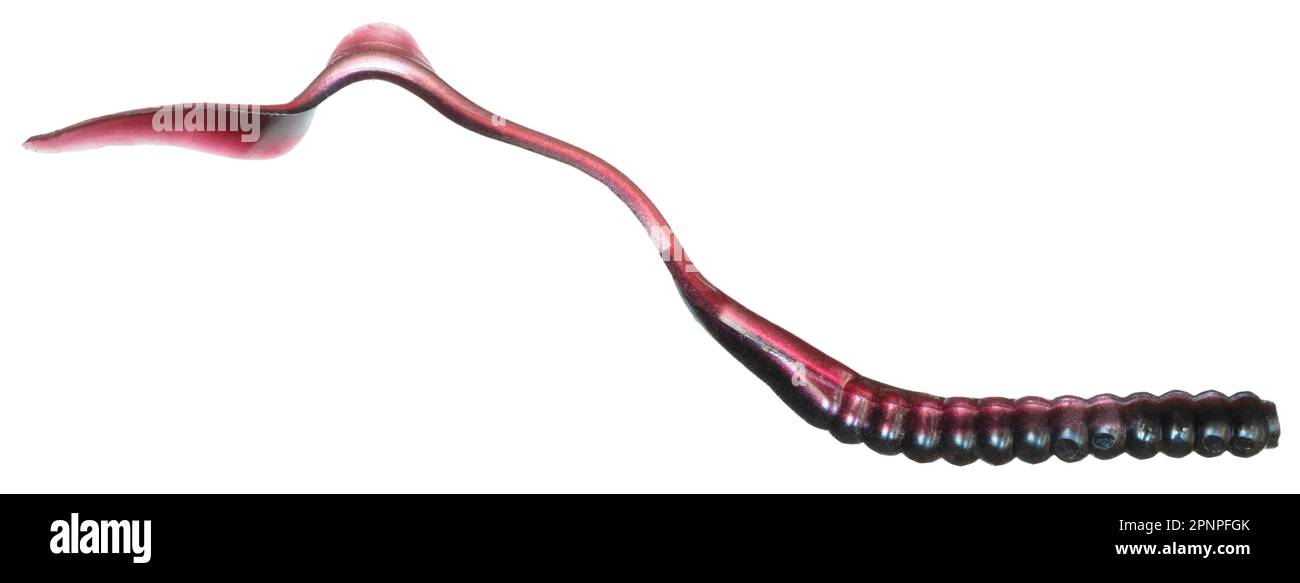 Artificial worm for fishing with curly tail and black and purple color ...