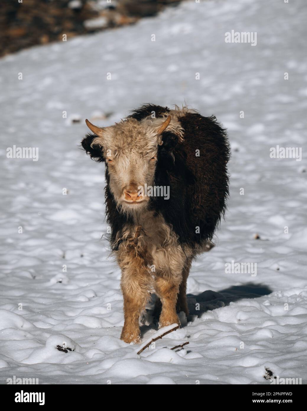 A baby yak on snow in Annapurna region, Nepal, Himalaya Stock Photo - Alamy