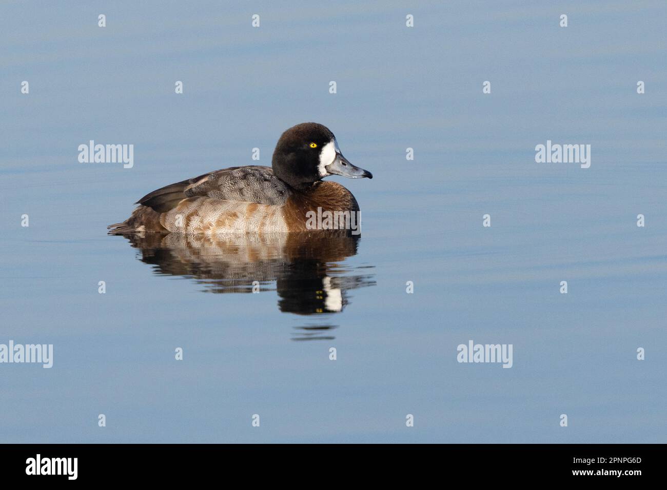 Hen Scaup
