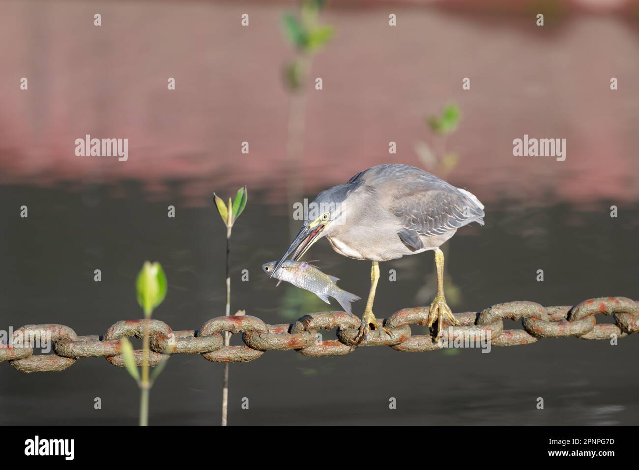 A single adult Striated Heron with fish in beak using a Helipad anchor ...