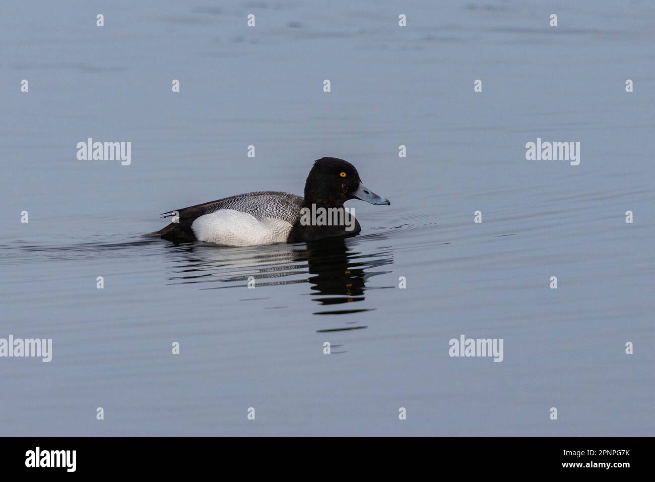 Lesser Scaup (male) Farmoor Reservoir, Oxfordshire, UK Stock Photo - Alamy