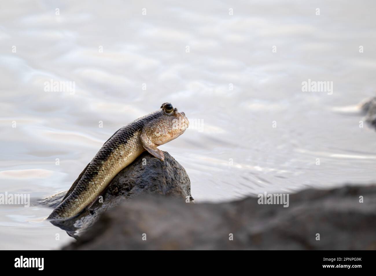 A single Australian mudskipper rests on a mangrove rock on the Cairns ...