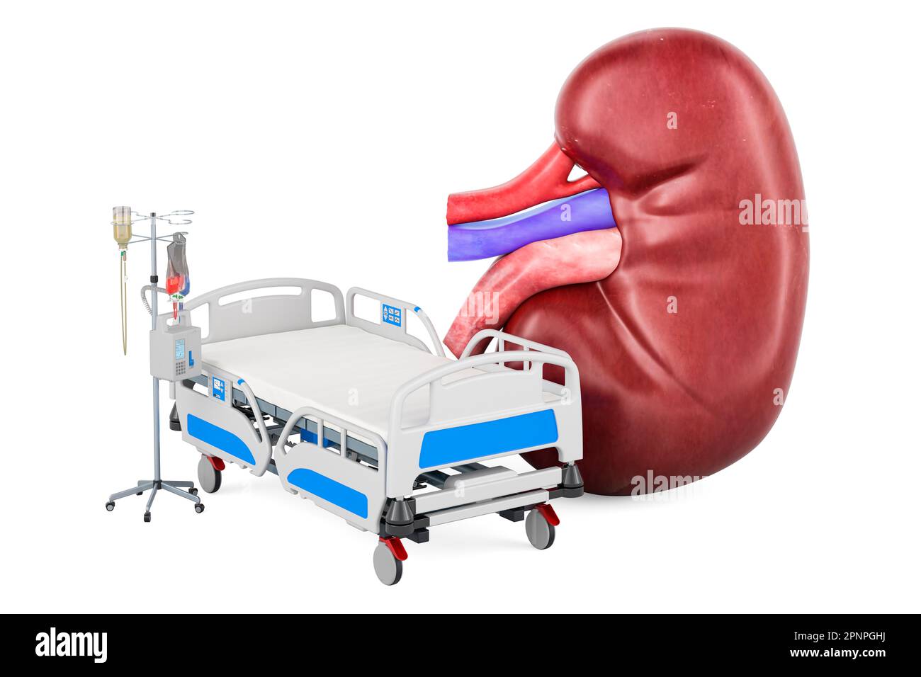 Human kidney with hospital bed. 3D rendering isolated on white ...