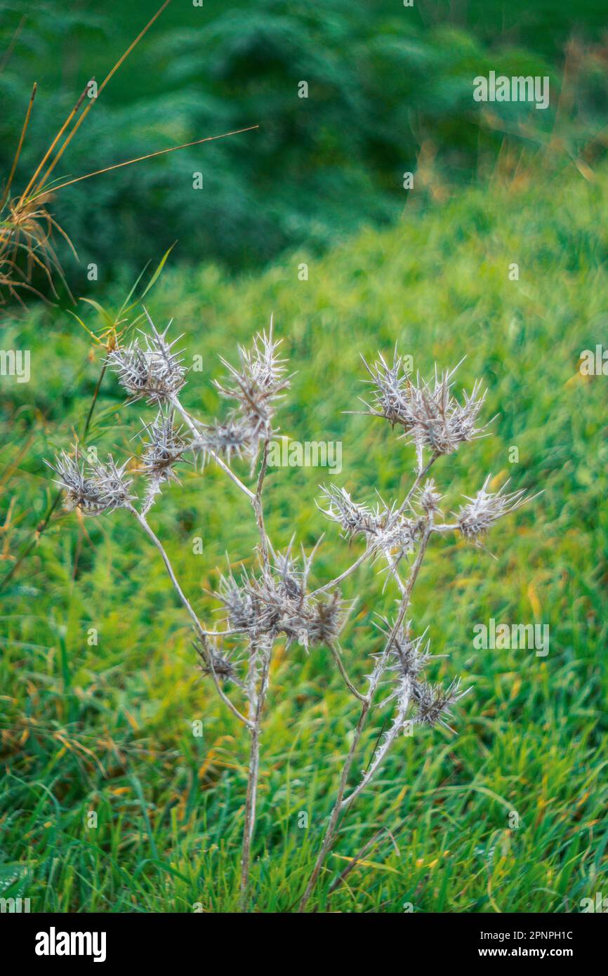 A landscape featuring a vast open field of tall yellow grass, bushes ...