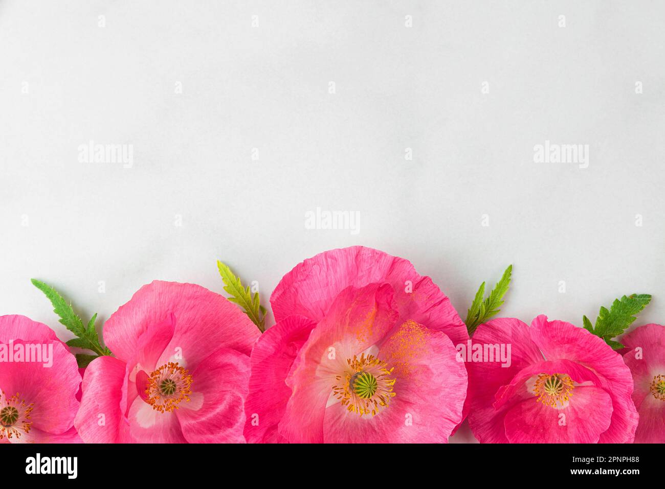 Pink poppy flowers on white marble background. Wedding card. Flat lay ...