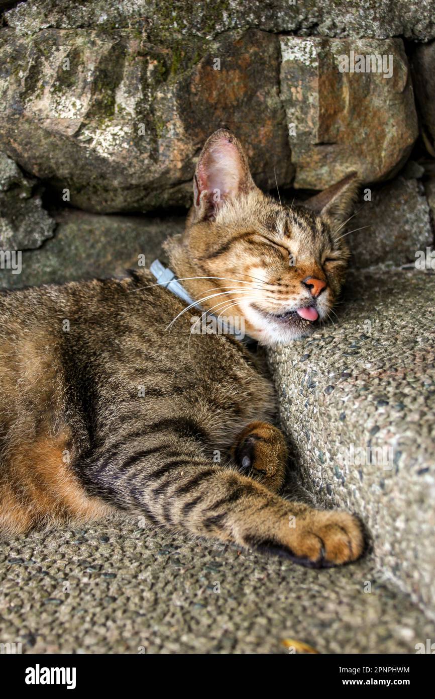 Domestic tabby cat sleeping peace fully on the floor, its mouth open ...