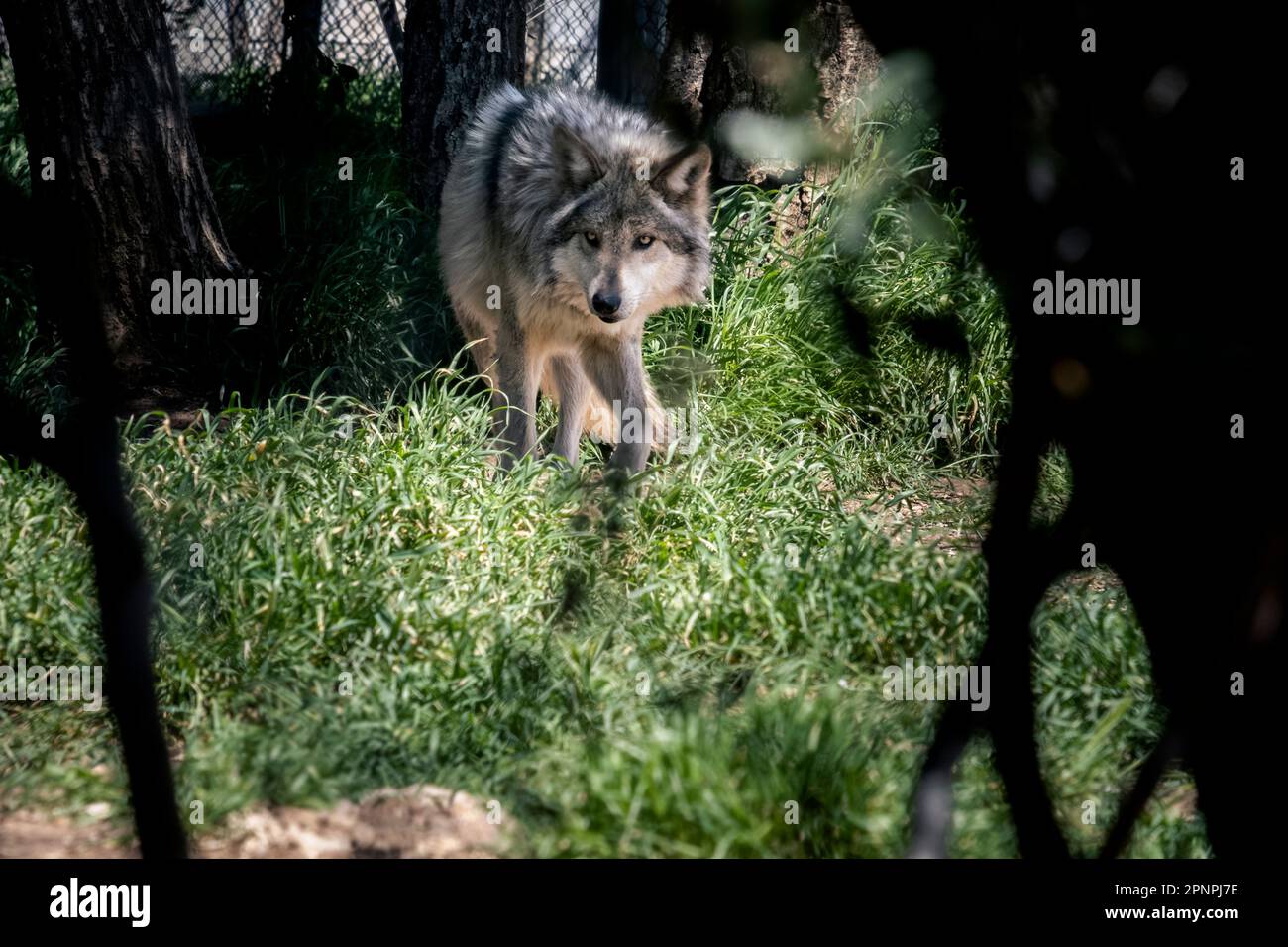 Into The Woods 2022 Wolf