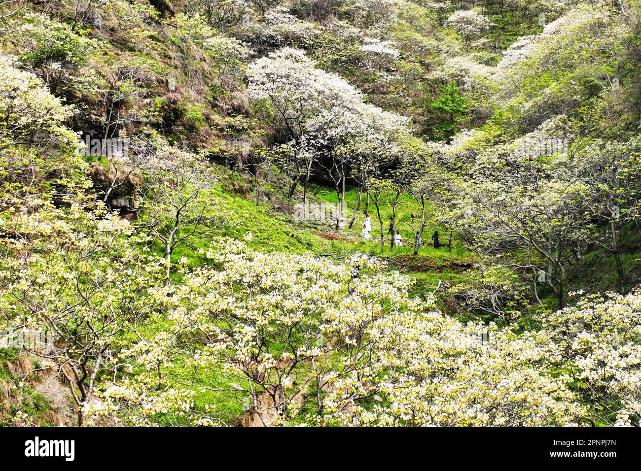 Spring flowers burst into bloom in YouYang Tujia&Miao Autonomous County ...
