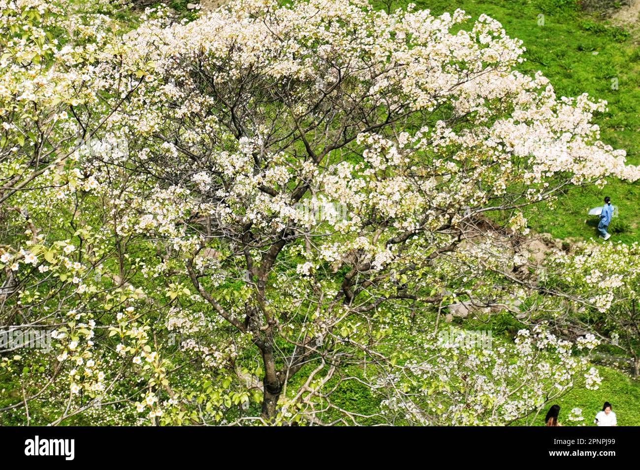 Spring flowers burst into bloom in YouYang Tujia&Miao Autonomous County ...