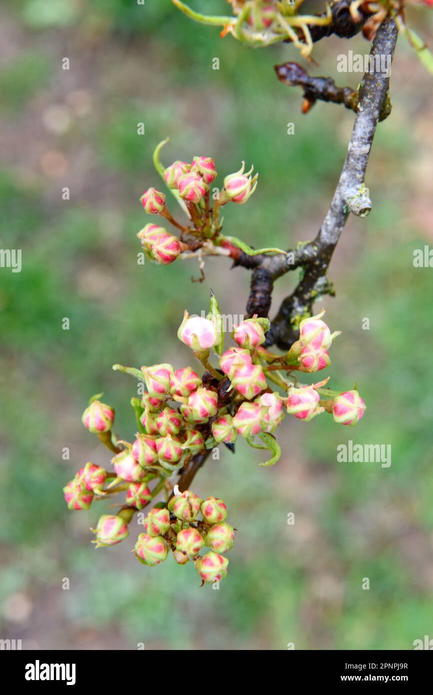 Pear Tree in Bud ( Pirus) on a single Branch in the Cotswolds Hook ...