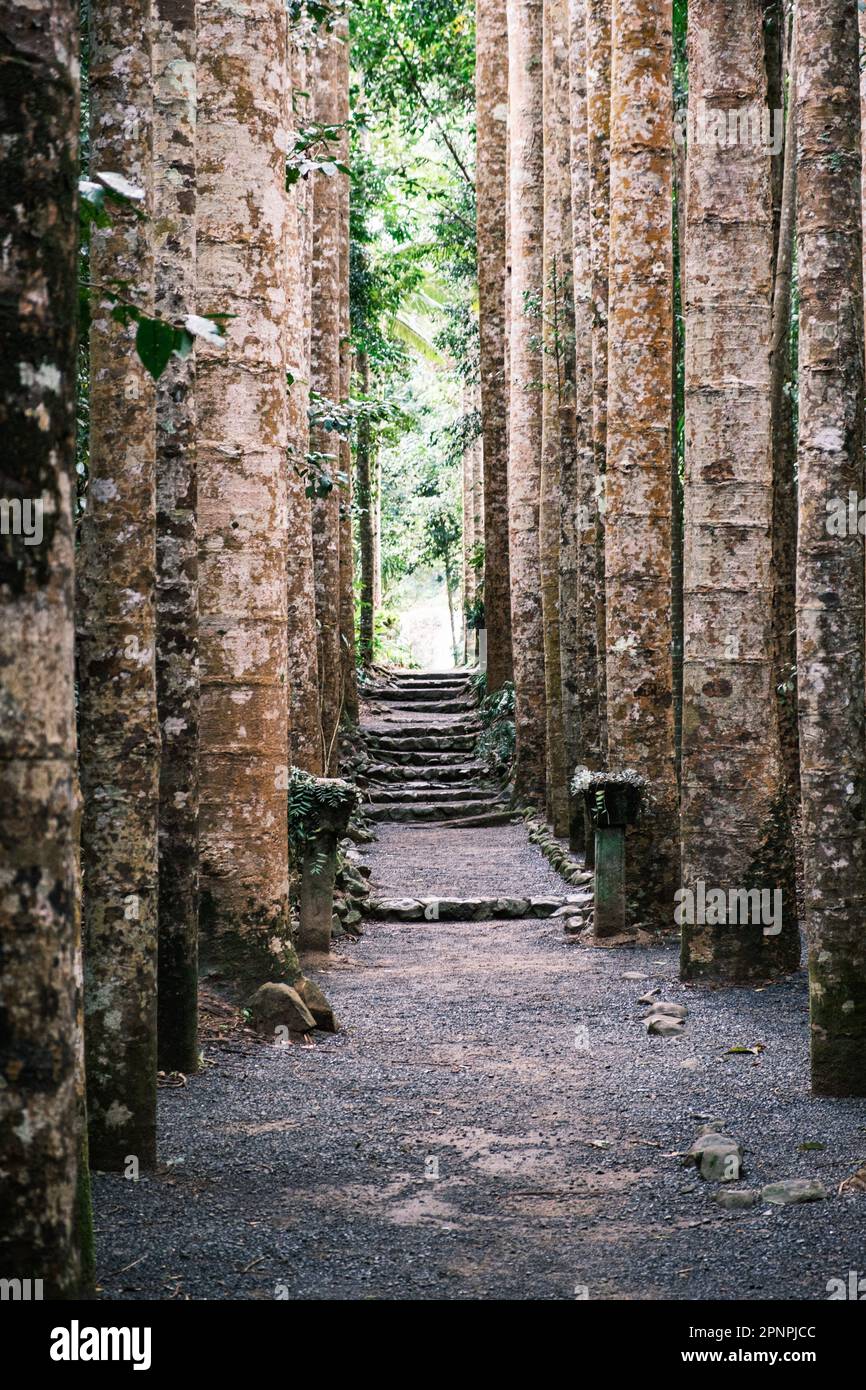 Kari trees hi-res stock photography and images - Alamy