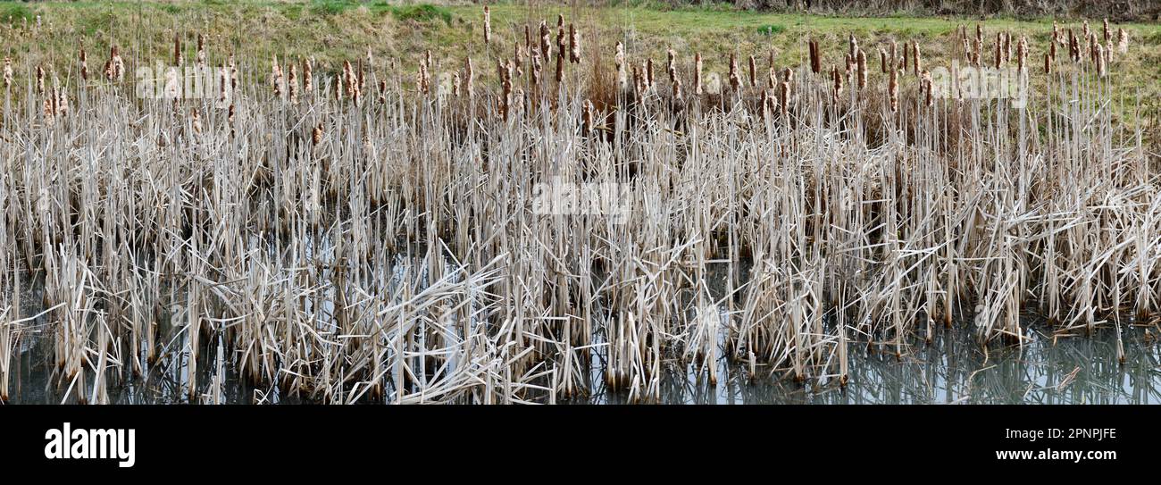 Panoramic of Fluffy Bulrushes ( Scirpus lacustris ) turning to Seed in ...