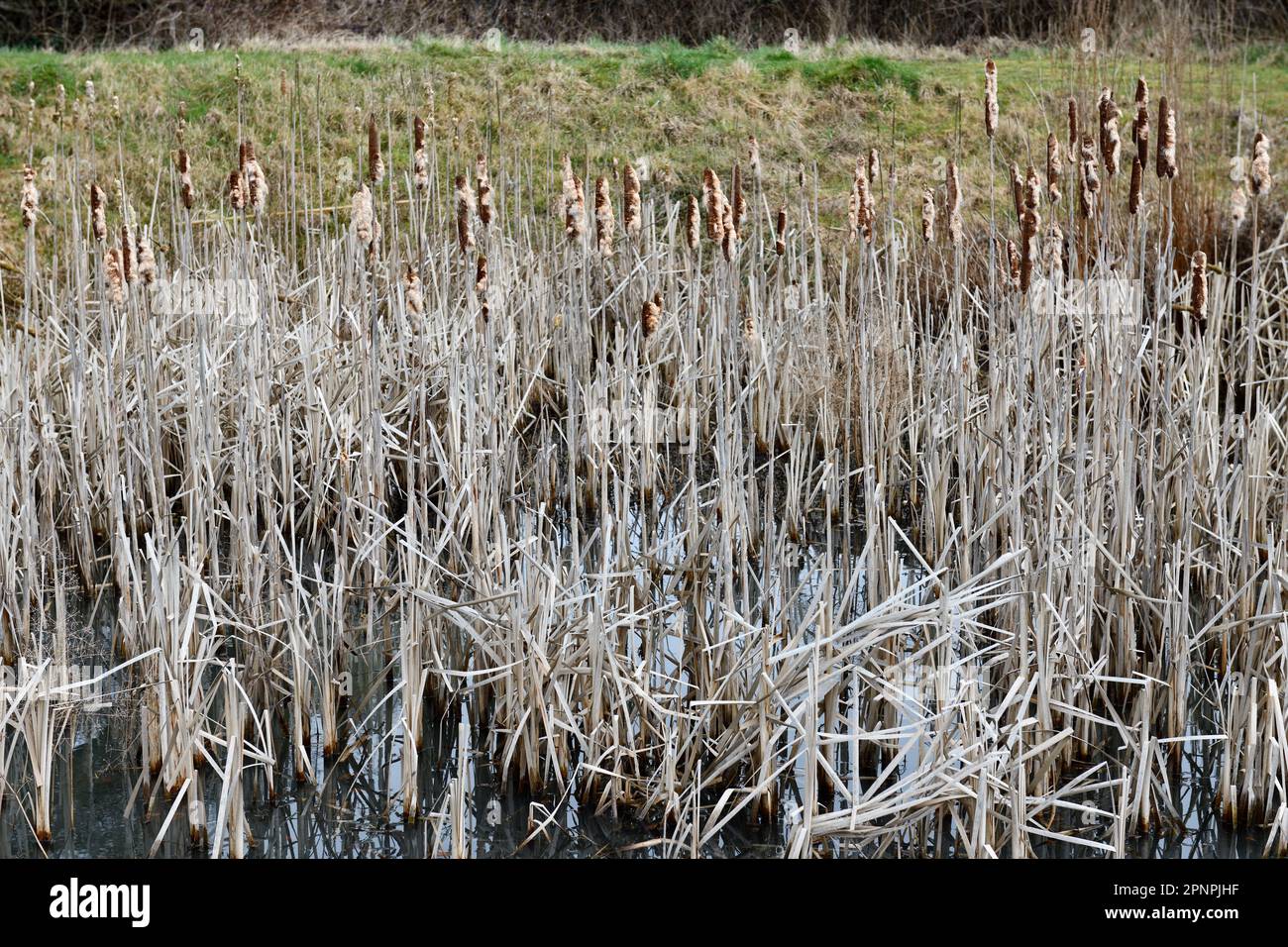 Fluffy Bulrushes ( Scirpus lacustris ) turning to Seed in a Pond ...