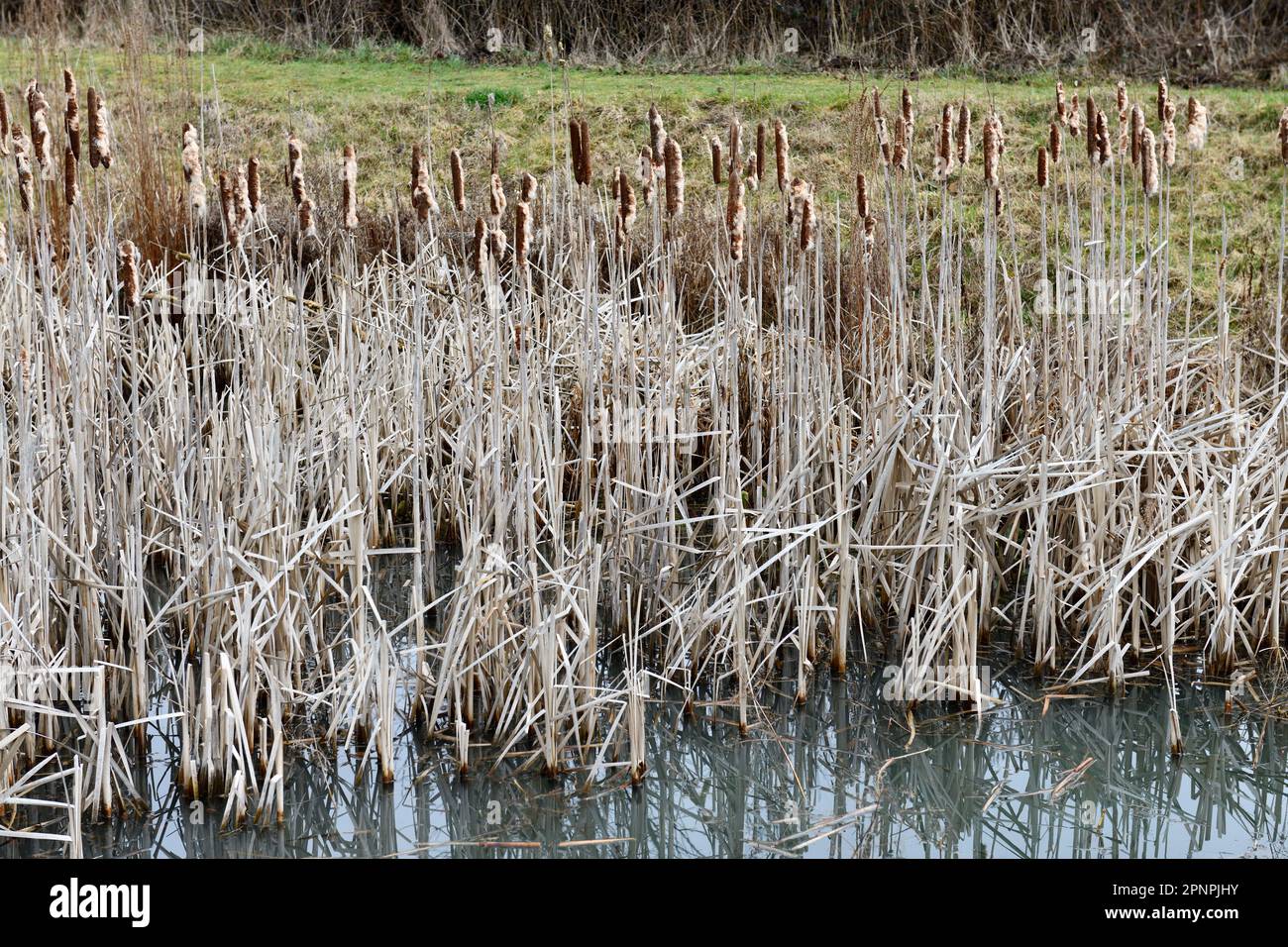 Fluffy Bulrushes ( Scirpus lacustris ) turning to Seed in a Pond ...