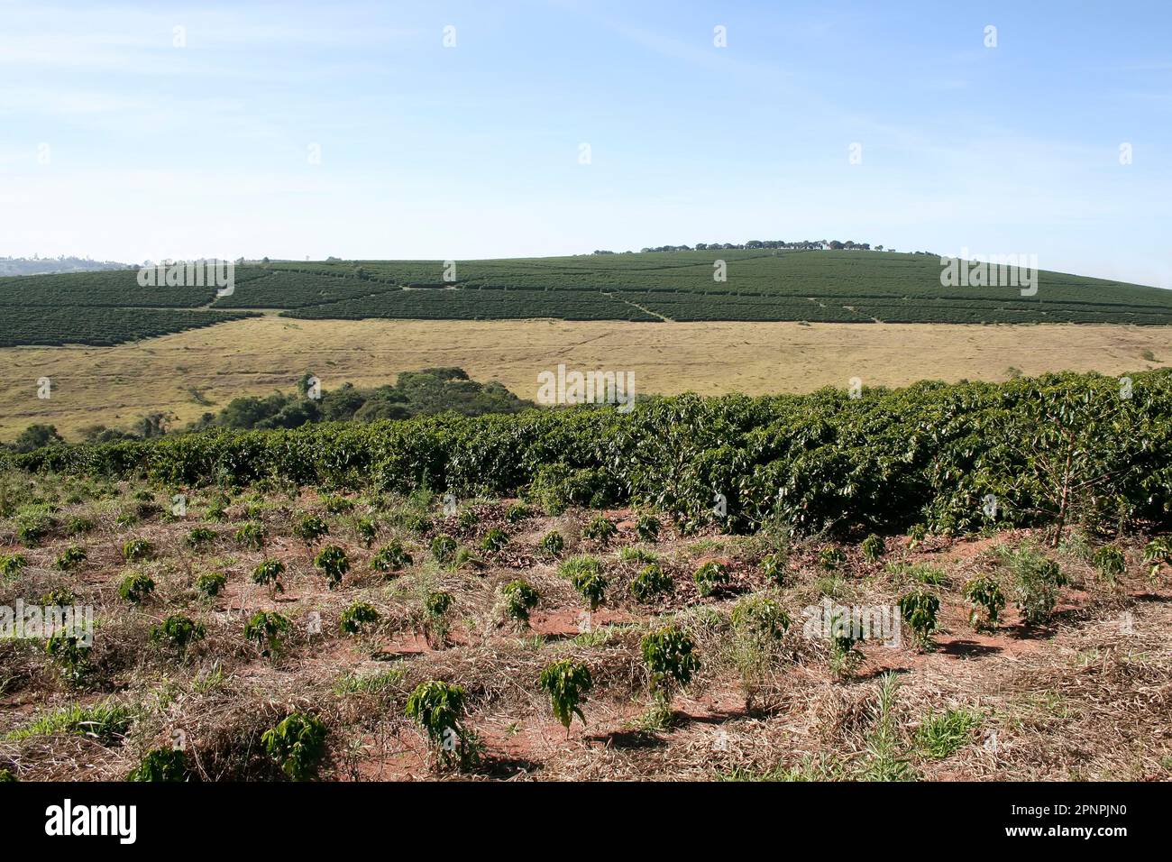 View farm with coffee plantation - early stage farming - Cafe do Brasil ...