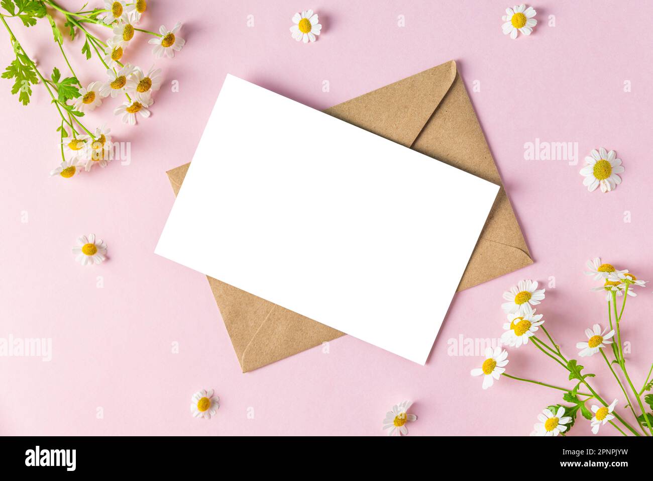 Blank greeting card in frame made of white chamomile flowers on pink ...