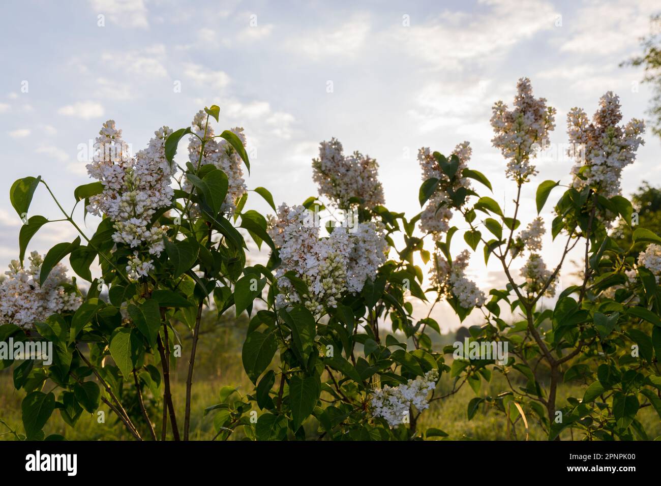 Lilac blooms in the garden, spring white, fragrant lilac flowers Stock ...