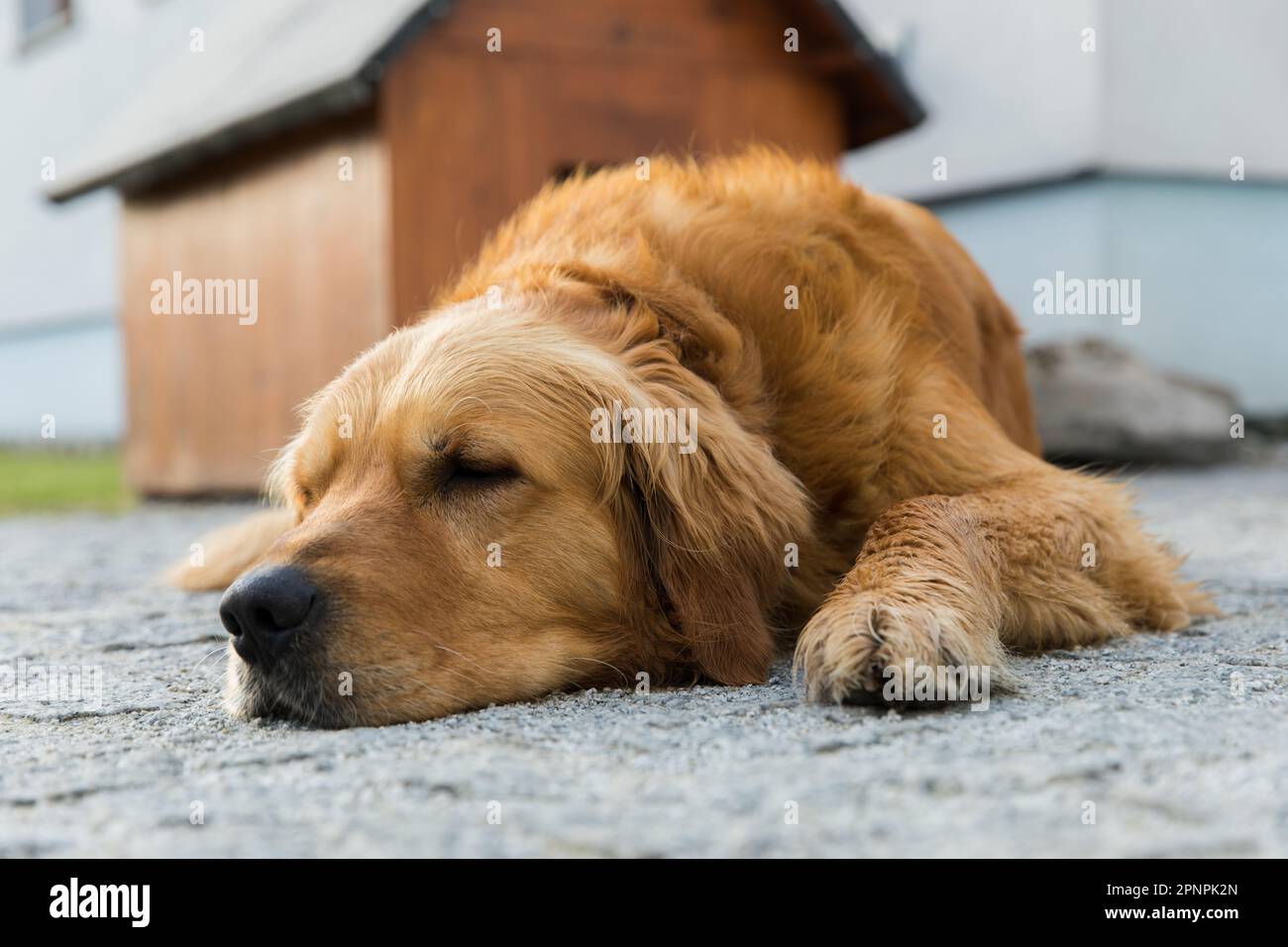 Golden retriever, portrait of a dog with a gentle temper Stock Photo ...
