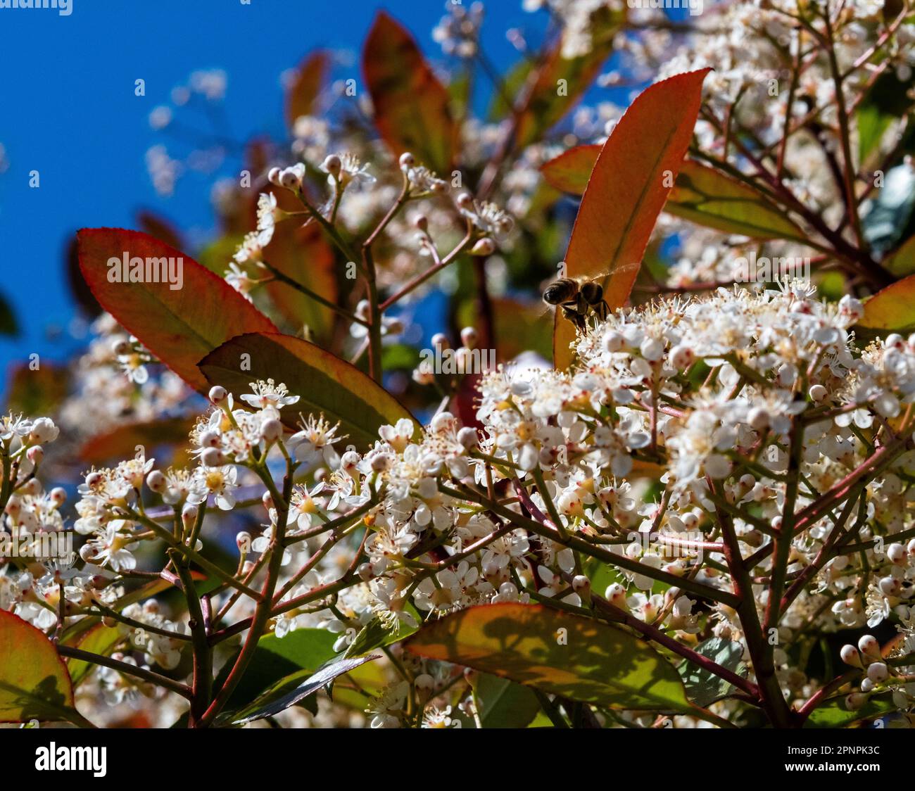 Photinia fraseri red robin hi-res stock photography and images - Alamy