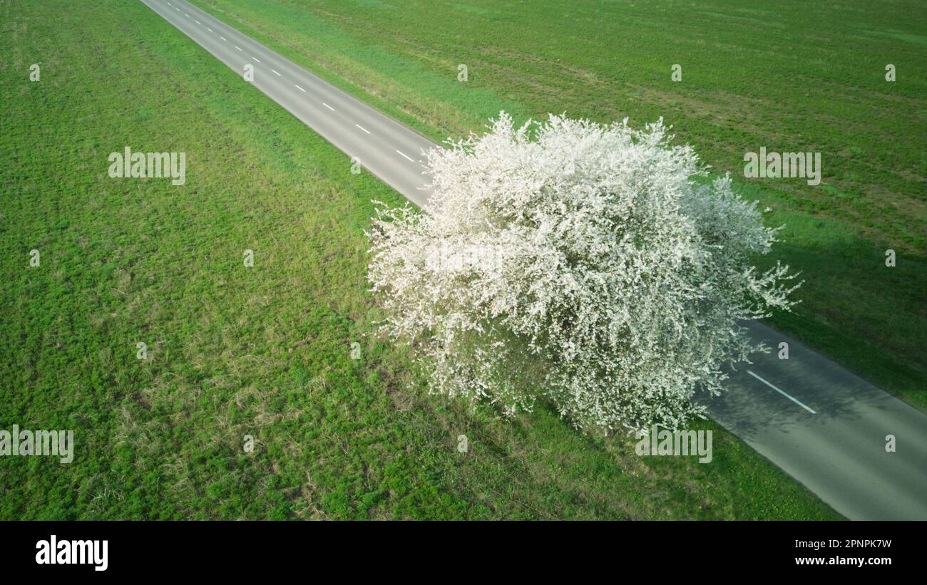 Aerial view of a single blooming tree, road and green grass during on a ...
