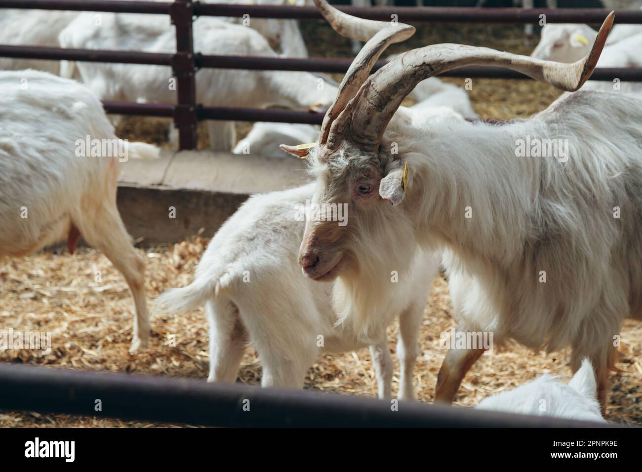 Dominator Male Goat with large Horns surrounded by Goat Females in ...
