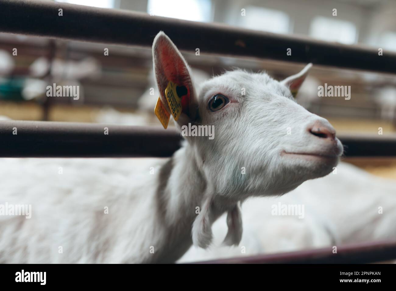 Portrait of a white domestic young goat with a yellow chip on its ear ...