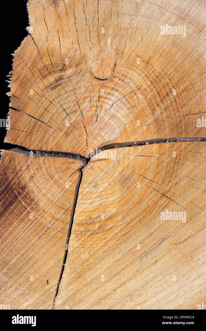 Tree trunk sawn with annual rings and structure. Closeup picture from a ...