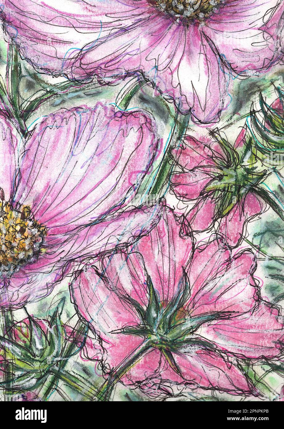Pink cosmos flower illustration in pen and pastel Stock Photo - Alamy