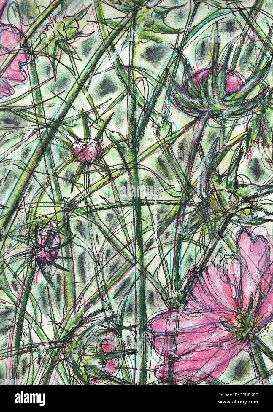 Pink cosmos flower illustration in pen and pastel Stock Photo - Alamy