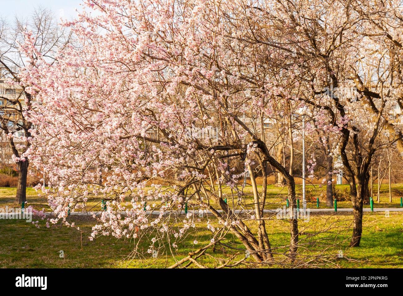 Spring trees in blossom in Seaside park in town Varna, Bulgaria Stock ...