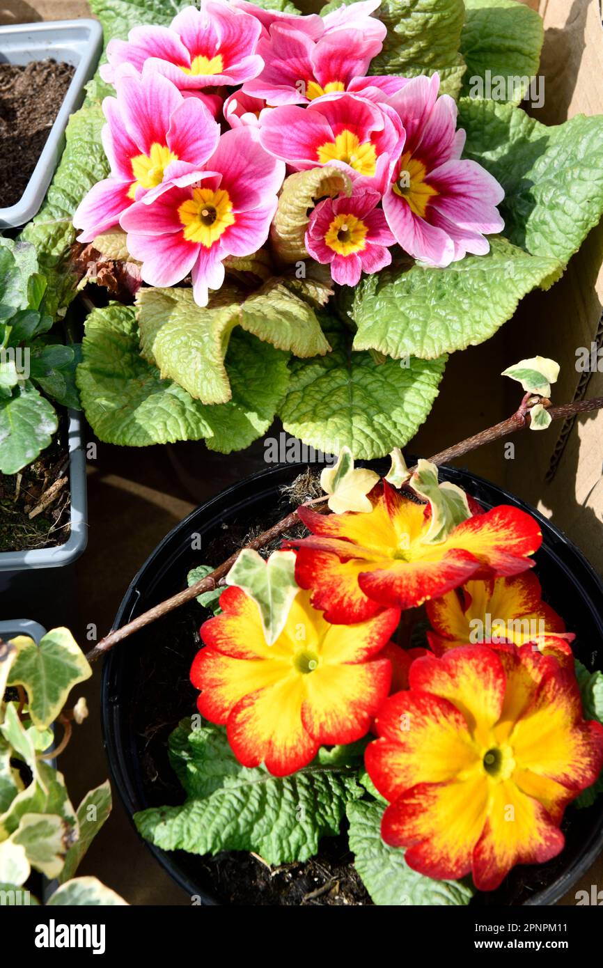 Primroses (Primula vulgaris) growing in Pots during the Spring Hook ...