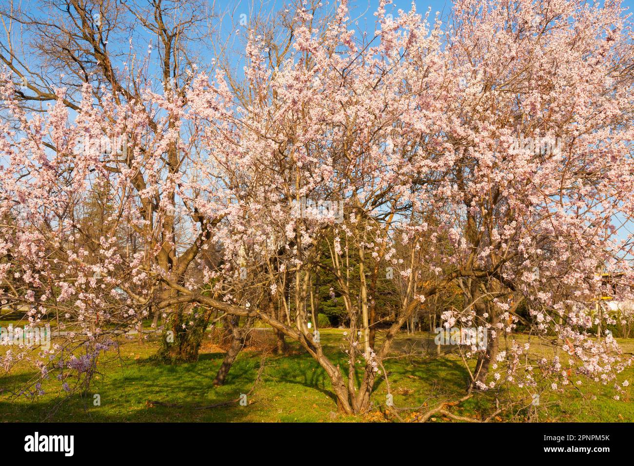 Spring trees in blossom in Seaside park in town Varna, Bulgaria Stock ...